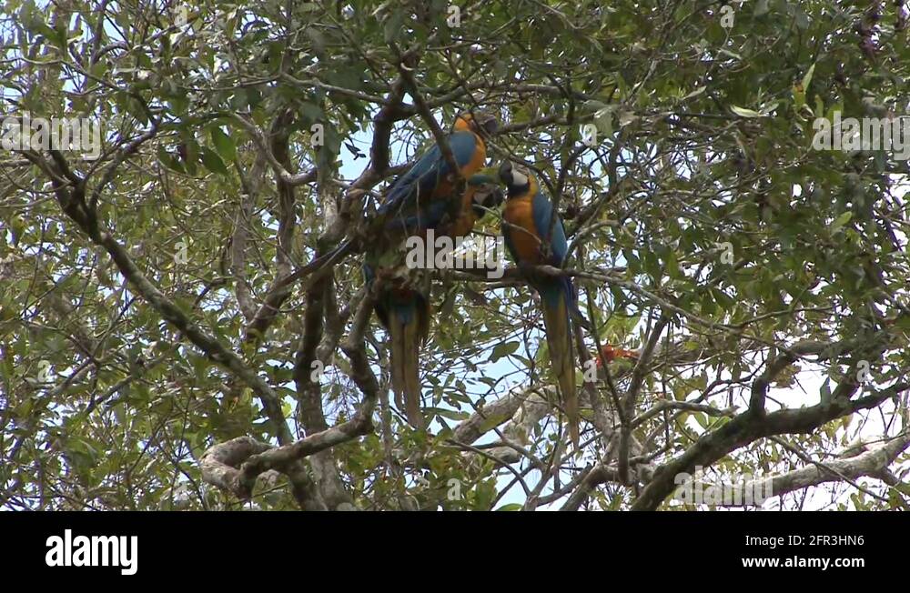 Blue-and-yellow Macaw flock roost and groom in amazon rainforest tree ...