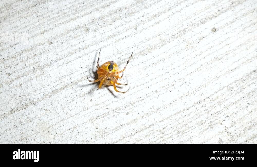Pattern on back of spider Stock Videos & Footage - HD and 4K Video ...