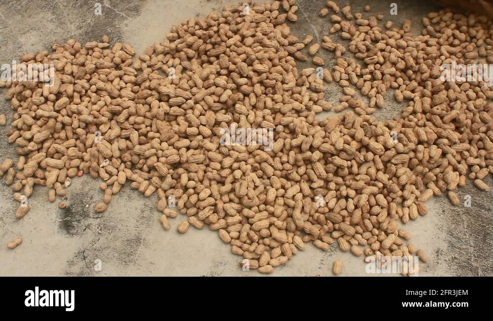 Peanut drying Stock Videos & Footage - HD and 4K Video Clips - Alamy