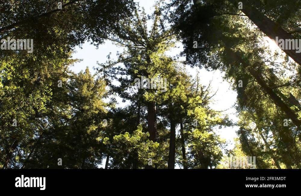 Redwood trees canopy Stock Videos & Footage - HD and 4K Video Clips - Alamy