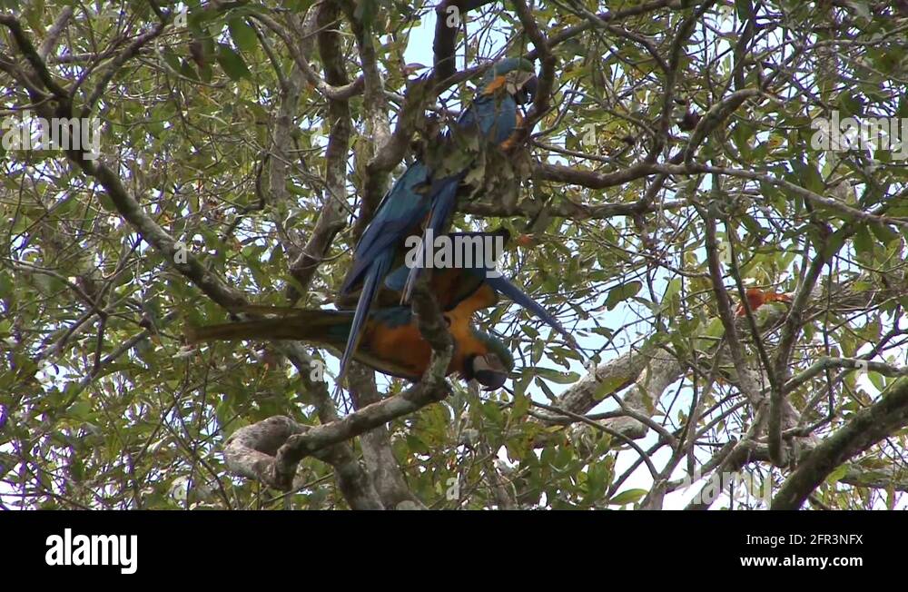 Blue-and-yellow Macaw flock roost and groom in amazon rainforest tree ...