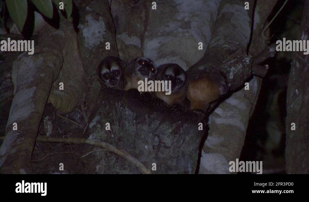 Night monkey Stock Videos & Footage - HD and 4K Video Clips - Alamy