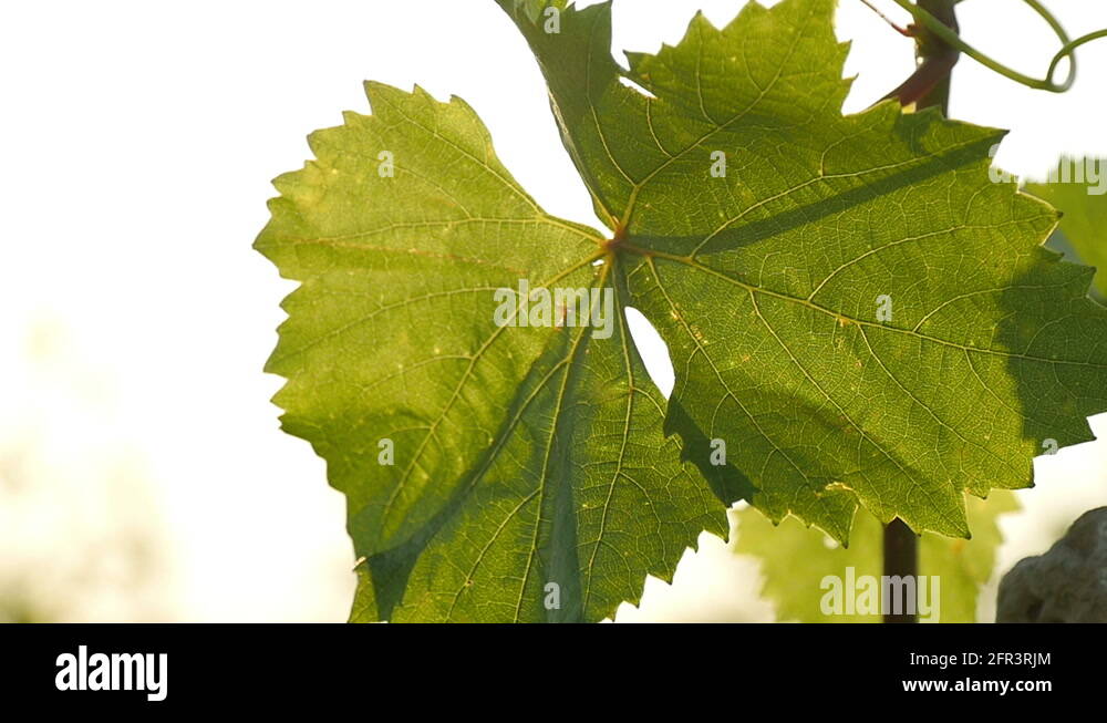 Close up grapevine leaf Stock Videos & Footage - HD and 4K Video Clips ...