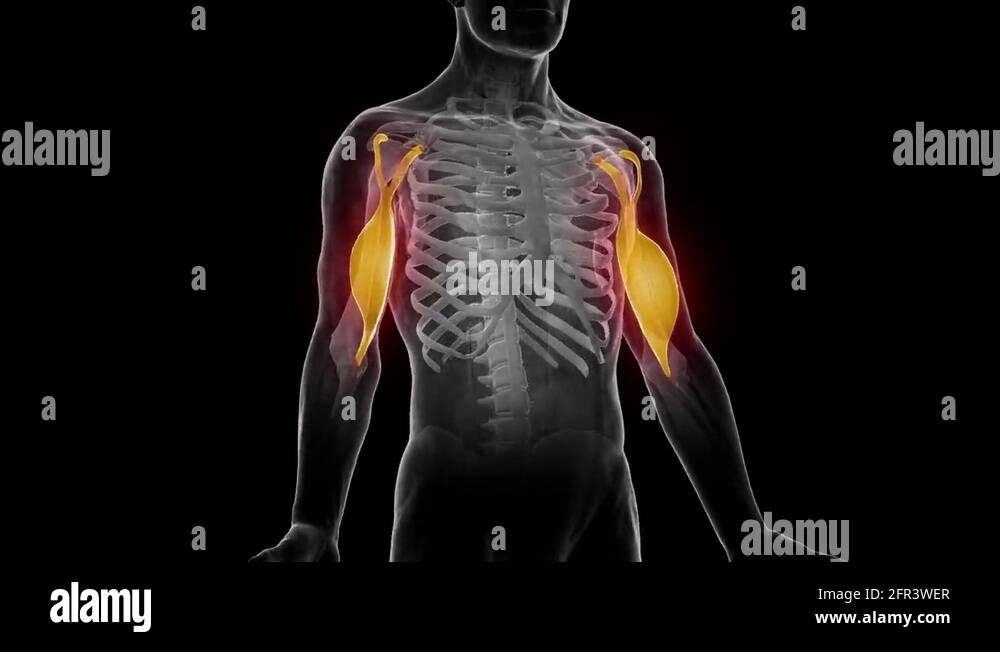 Biceps muscle anatomy Stock Videos & Footage - HD and 4K Video Clips ...