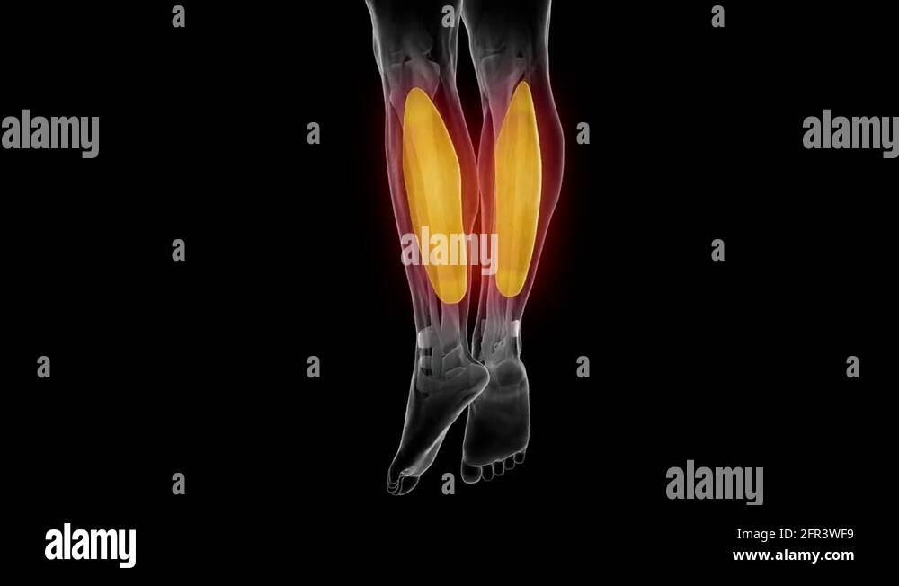 Leg muscle anatomy Stock Videos & Footage - HD and 4K Video Clips - Alamy