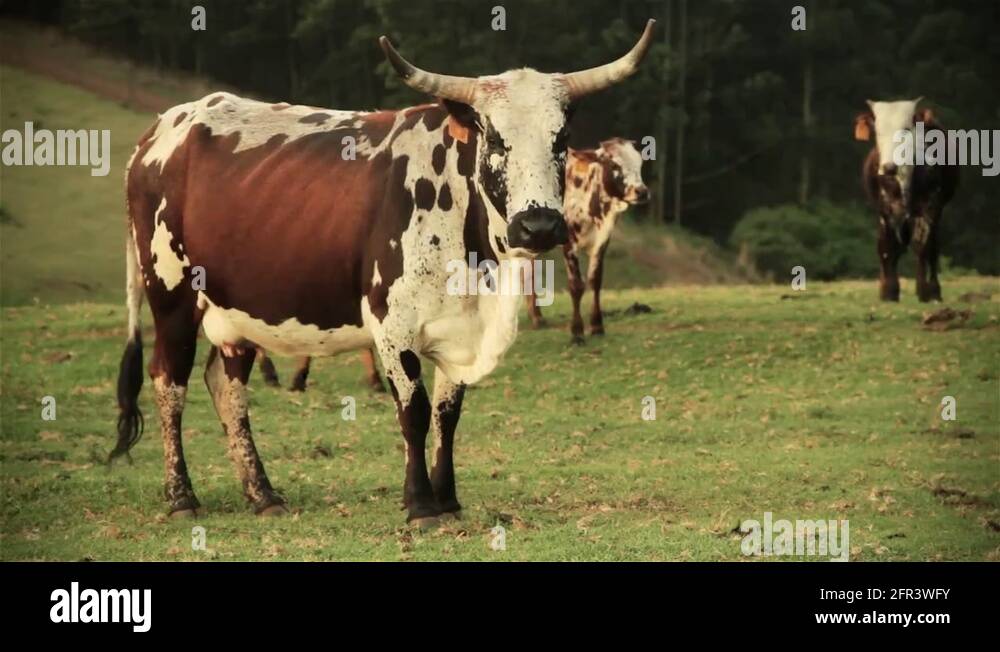 Nguni cow Stock Videos & Footage - HD and 4K Video Clips - Alamy