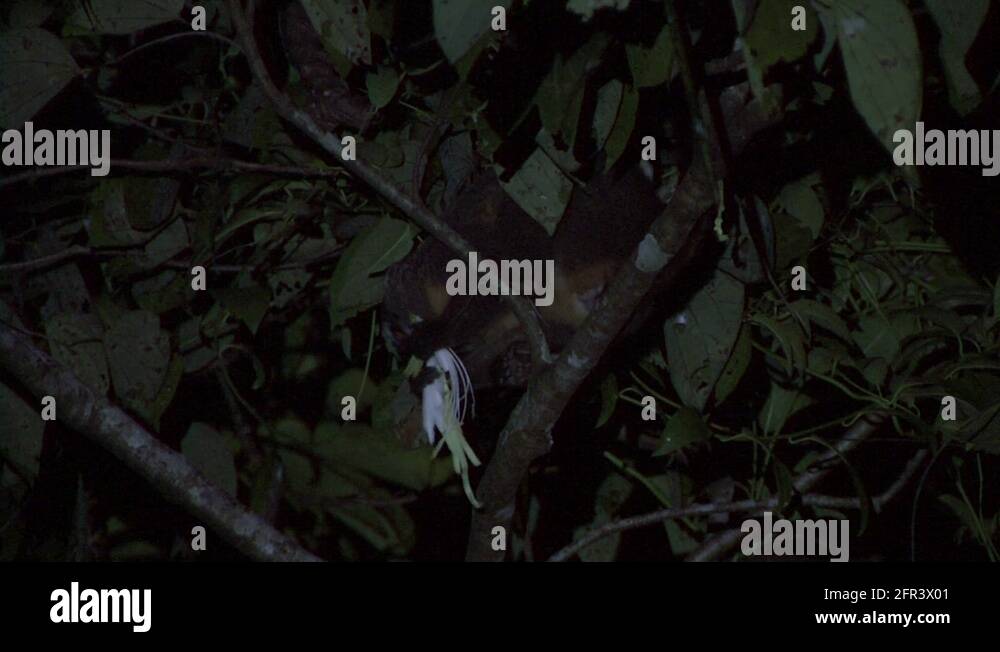 Spix's Night Monkey family feed on flowers in the night Stock Video ...