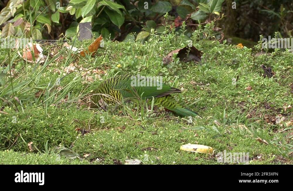 Tiger parrot Stock Videos & Footage - HD and 4K Video Clips - Alamy