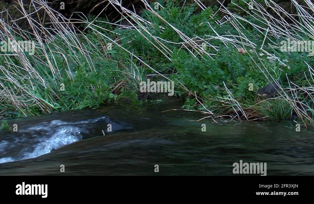 Dipper Bird Flying Stock Videos And Footage Hd And 4k Video Clips Alamy
