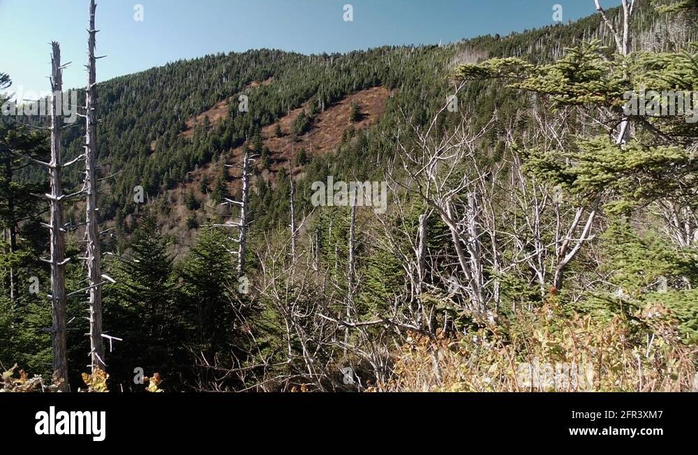 Dead trees evergreen mountain slope Stock Videos & Footage - HD and 4K ...