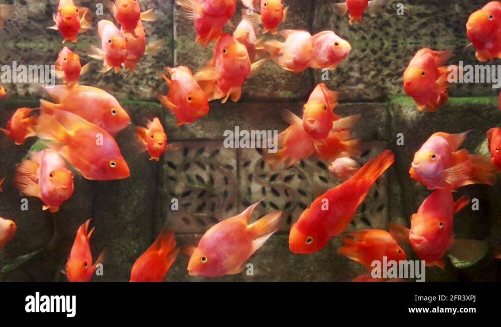 Blood red colour Stock Videos & Footage - HD and 4K Video Clips - Alamy