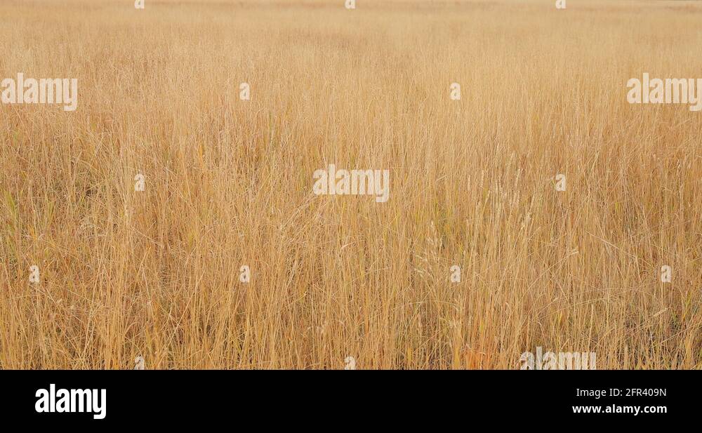 Field in fall Stock Videos & Footage - HD and 4K Video Clips - Alamy
