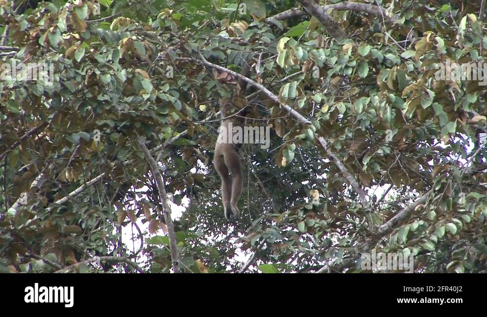 Swing from tree to tree Stock Videos & Footage - HD and 4K Video Clips ...