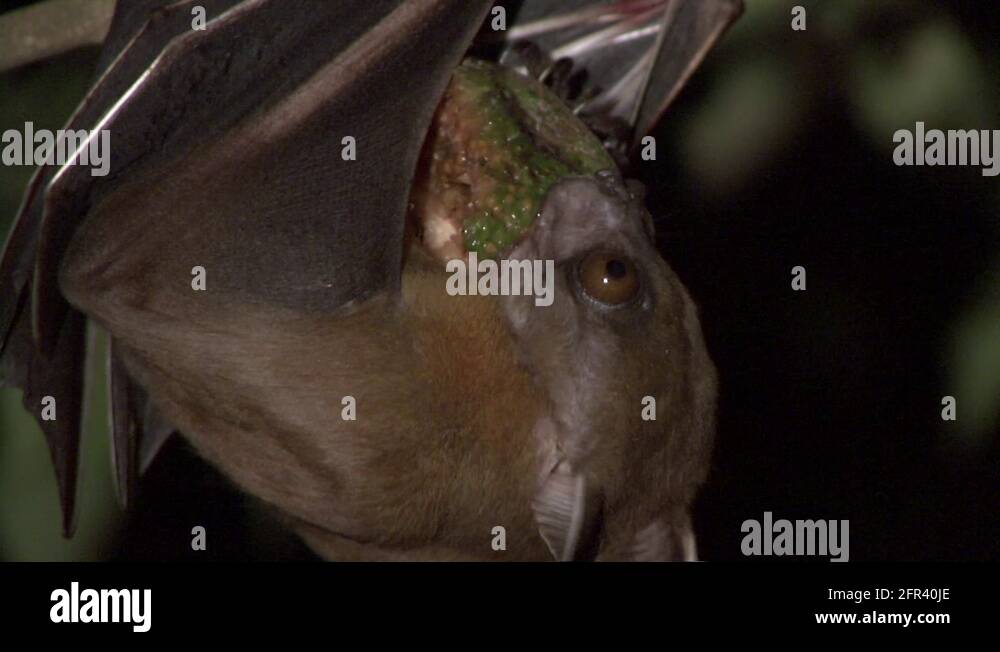 Fruit bat in tree Stock Videos & Footage - HD and 4K Video Clips - Alamy
