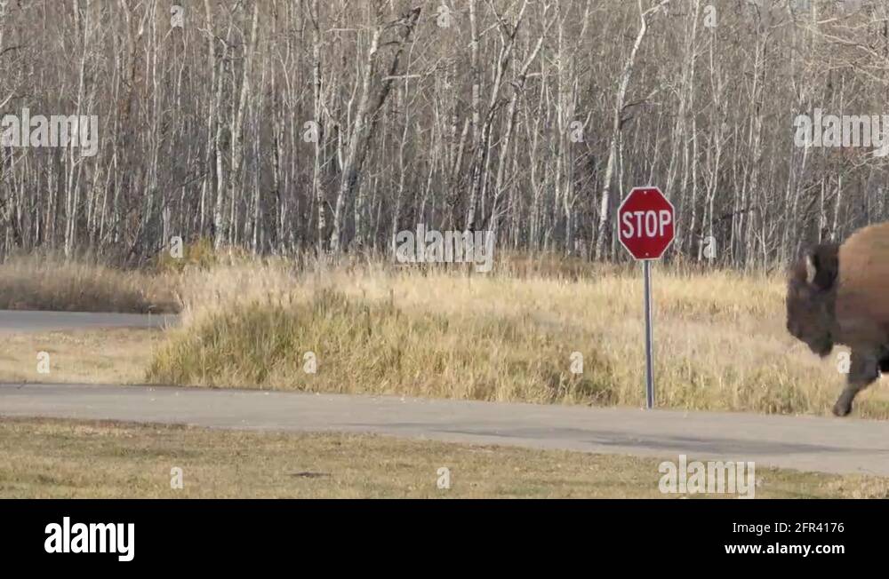 Bison crossing Stock Videos & Footage - HD and 4K Video Clips - Alamy