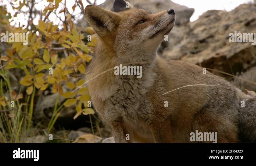 Deciduous canine Stock Videos & Footage - HD and 4K Video Clips - Alamy
