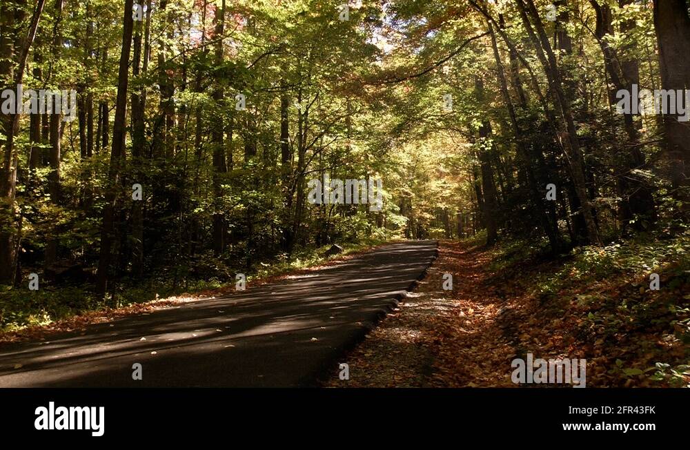 Beautiful road lane path Stock Videos & Footage - HD and 4K Video Clips ...