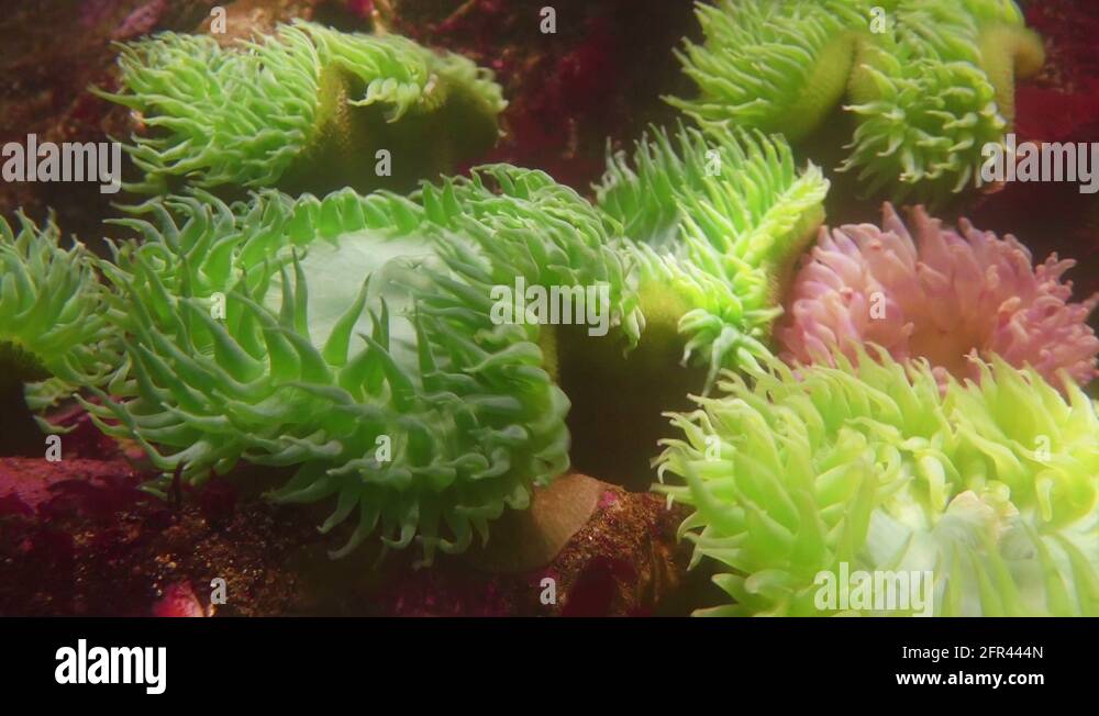 Light dappled water Stock Videos & Footage - HD and 4K Video Clips - Alamy