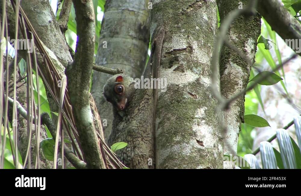 Malayan flying lemur Stock Videos & Footage - HD and 4K Video Clips - Alamy