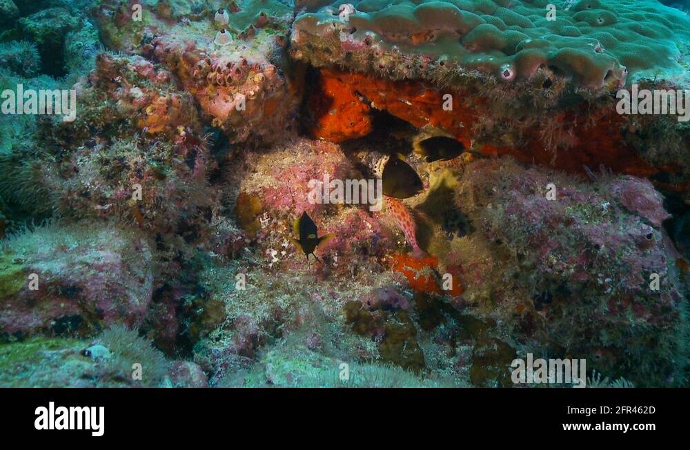 Marine damsel fish Stock Videos & Footage - HD and 4K Video Clips - Alamy