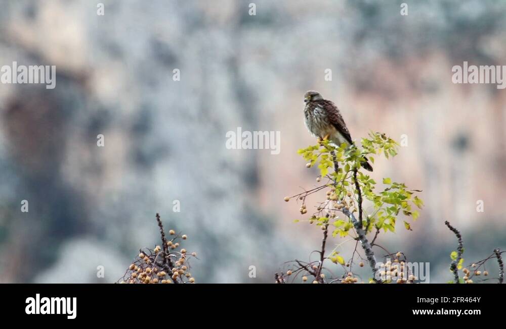 Kestrel bird Stock Videos & Footage - HD and 4K Video Clips - Alamy