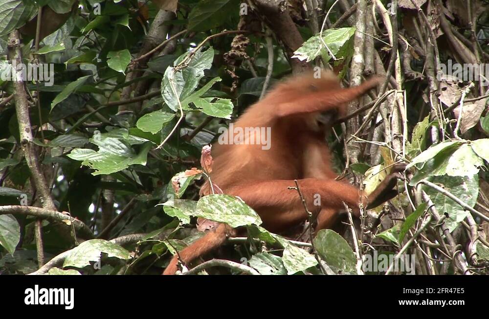 Scratch arm Stock Videos & Footage - HD and 4K Video Clips - Alamy