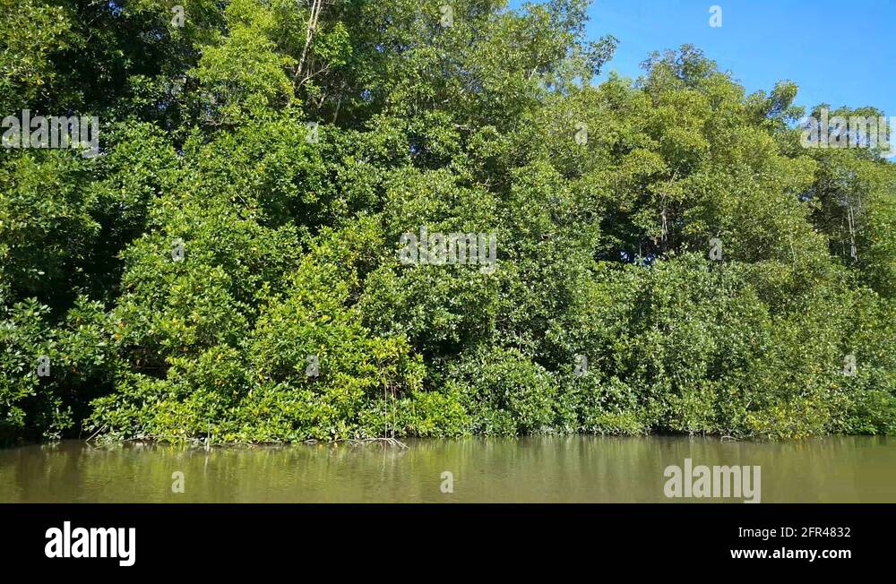 Commewijne river in Suriname with mangrove Stock Video Footage - Alamy