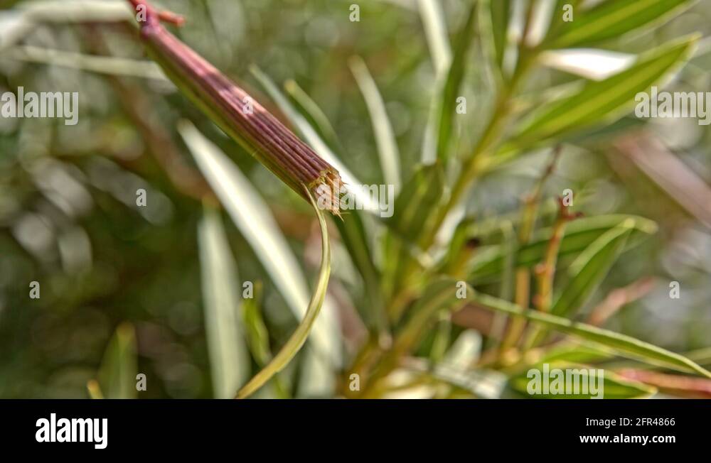 Capsule botany Stock Videos & Footage - HD and 4K Video Clips - Alamy