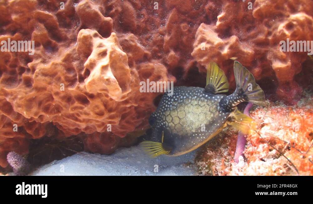 Smooth trunkfish Stock Videos & Footage - HD and 4K Video Clips - Alamy