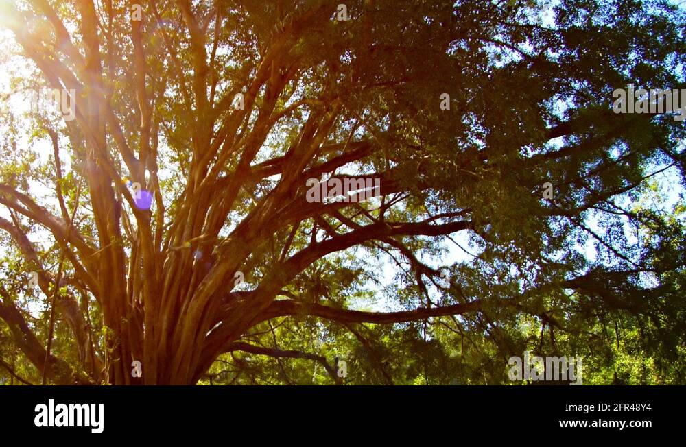 Ficus sycomorus fig tree Stock Videos & Footage - HD and 4K Video Clips ...