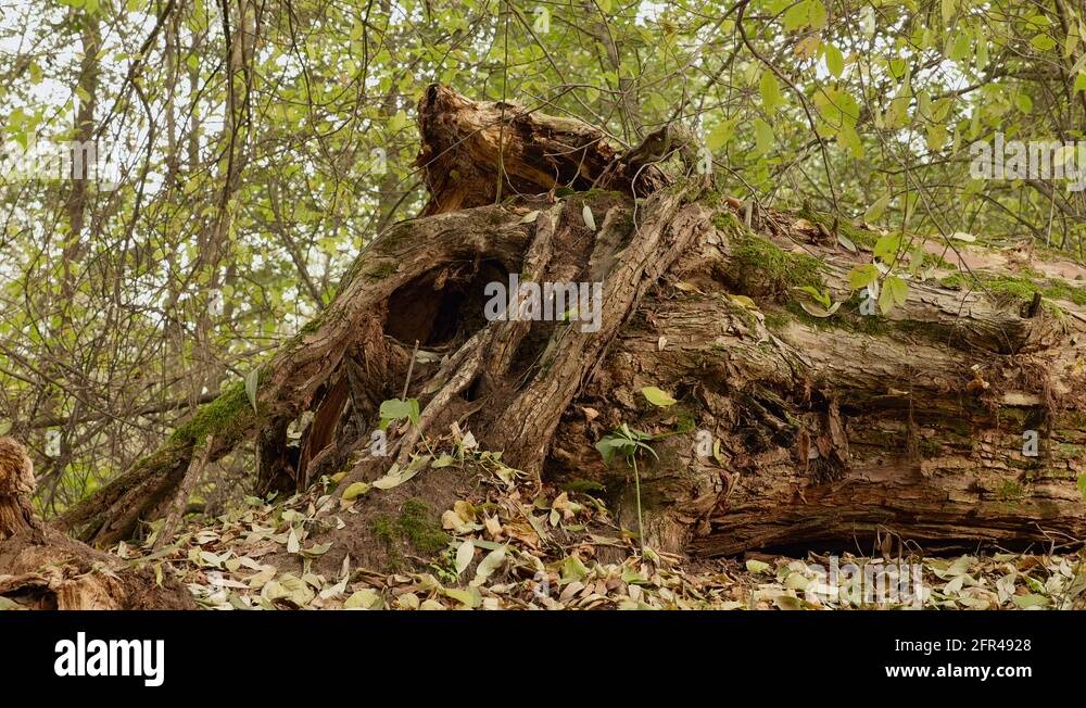 Roots horizontal root system Stock Videos & Footage - HD and 4K Video ...