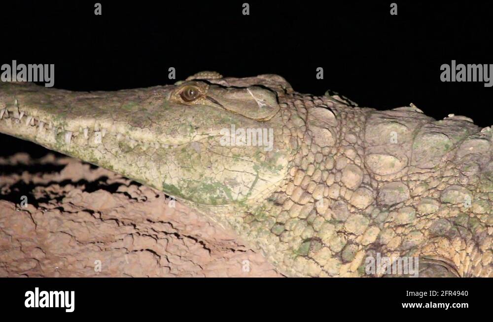Nile crocodile face Stock Videos & Footage - HD and 4K Video Clips - Alamy