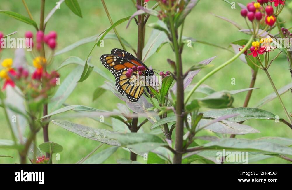 Danaus plexippus flying milkweed Stock Videos & Footage - HD and 4K ...
