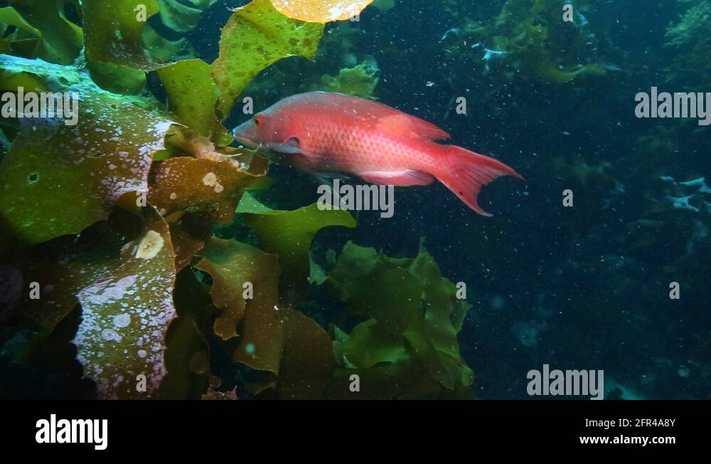 Pigfish Stock Videos & Footage - HD and 4K Video Clips - Alamy