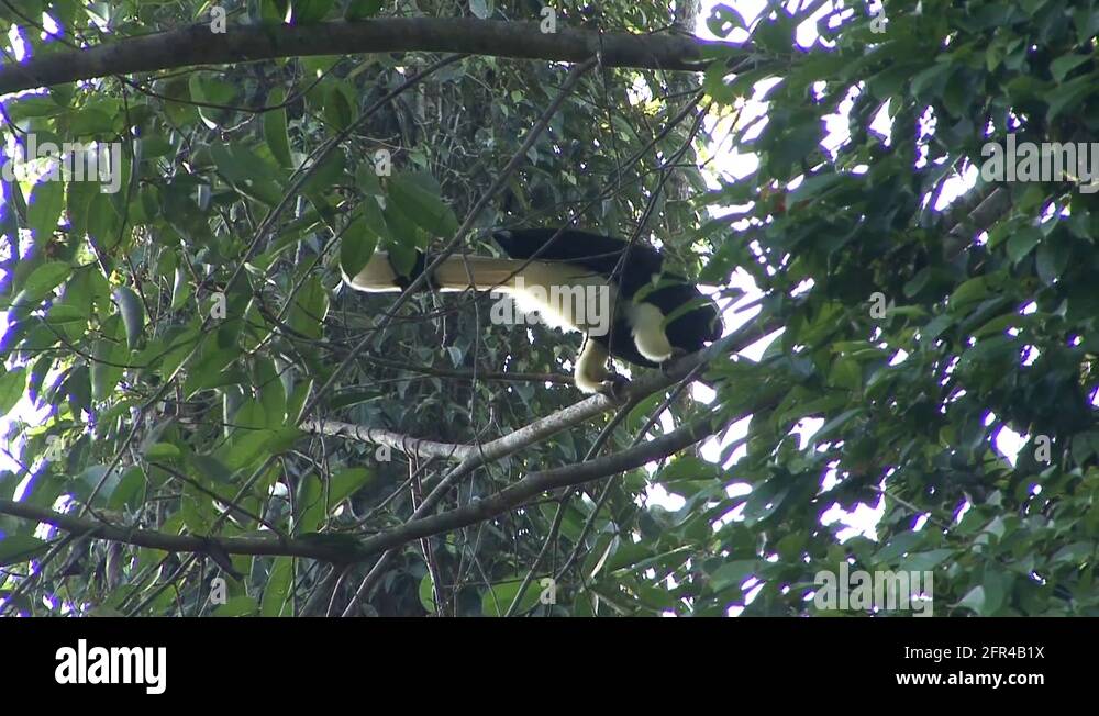 Fruit eating hornbill Stock Videos & Footage - HD and 4K Video Clips ...