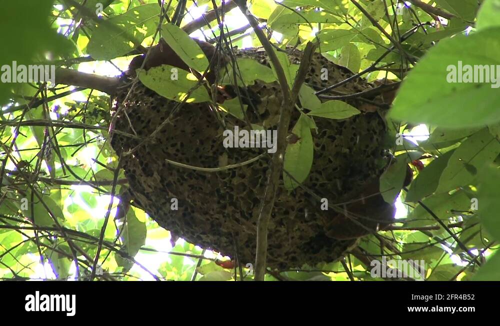 Ants nest in the tree Stock Videos & Footage - HD and 4K Video Clips ...