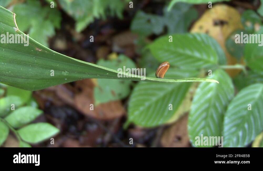 Tiger leech Stock Videos & Footage - HD and 4K Video Clips - Alamy