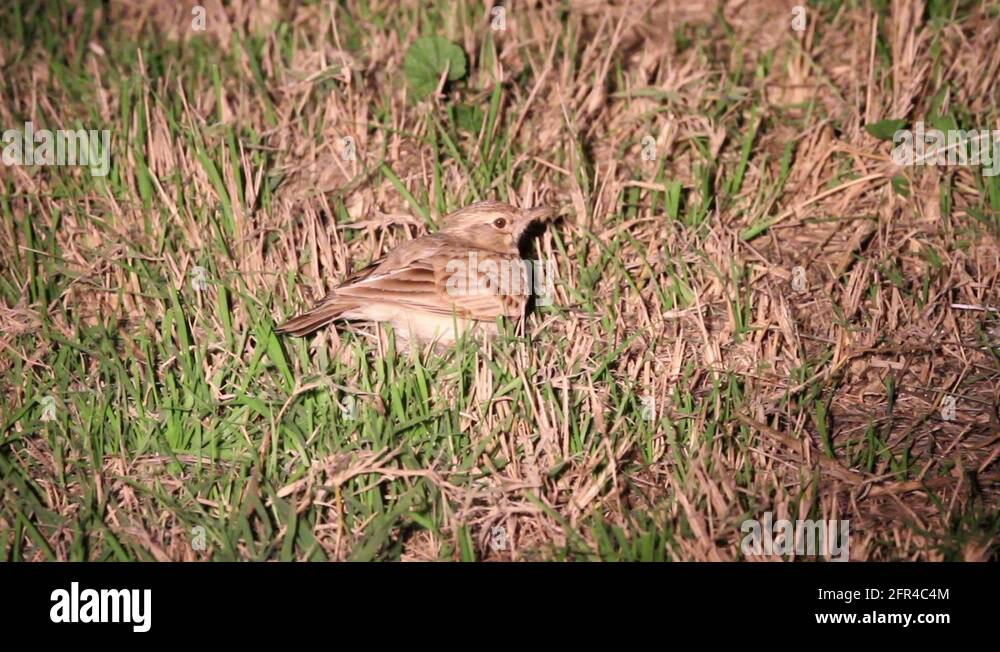 Fauna crested lark fauna Stock Videos & Footage - HD and 4K Video Clips ...