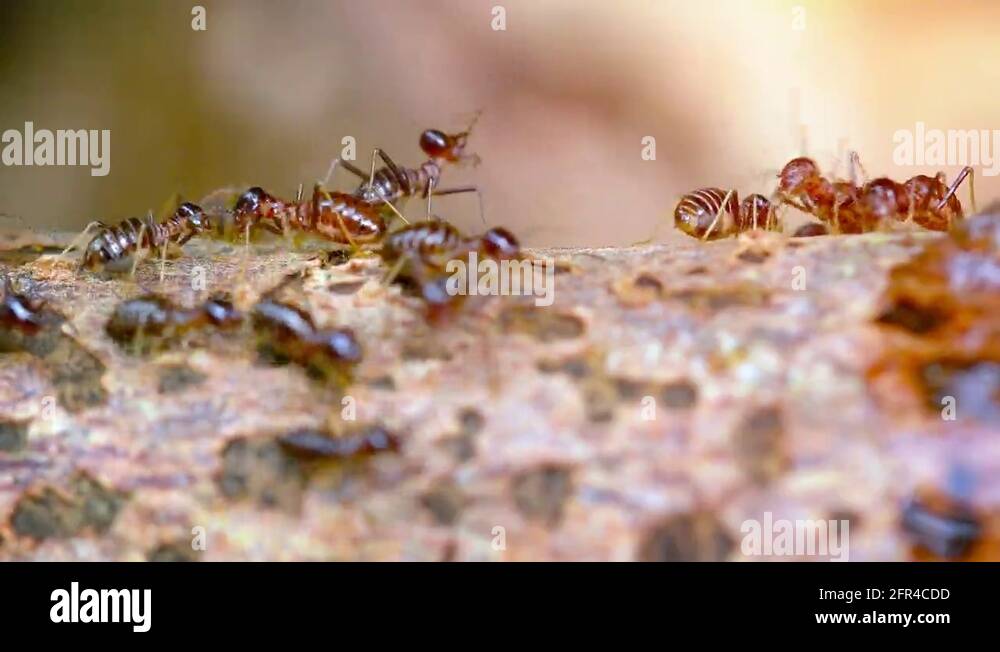 Extreme Closeup of a Terrestrial Termite Swarm, with Sound Stock Video ...
