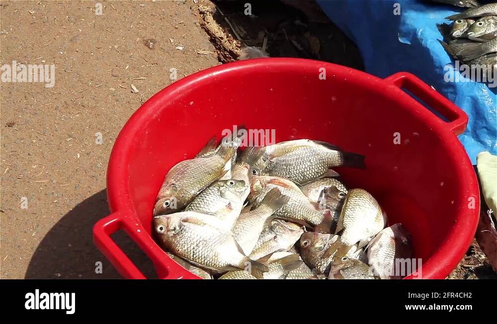 Fish market west africa Stock Videos & Footage - HD and 4K Video Clips ...