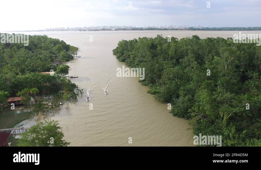 Brazil belem tree in Stock Videos & Footage - HD and 4K Video Clips - Alamy