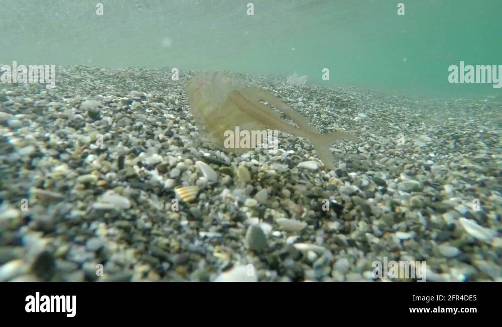 Jellyfish spain Stock Videos & Footage - HD and 4K Video Clips - Alamy