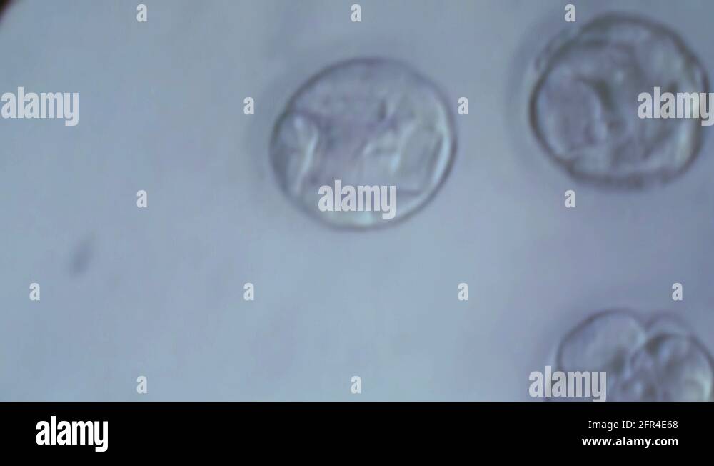 Bacterial cell division Stock Videos & Footage - HD and 4K Video Clips ...