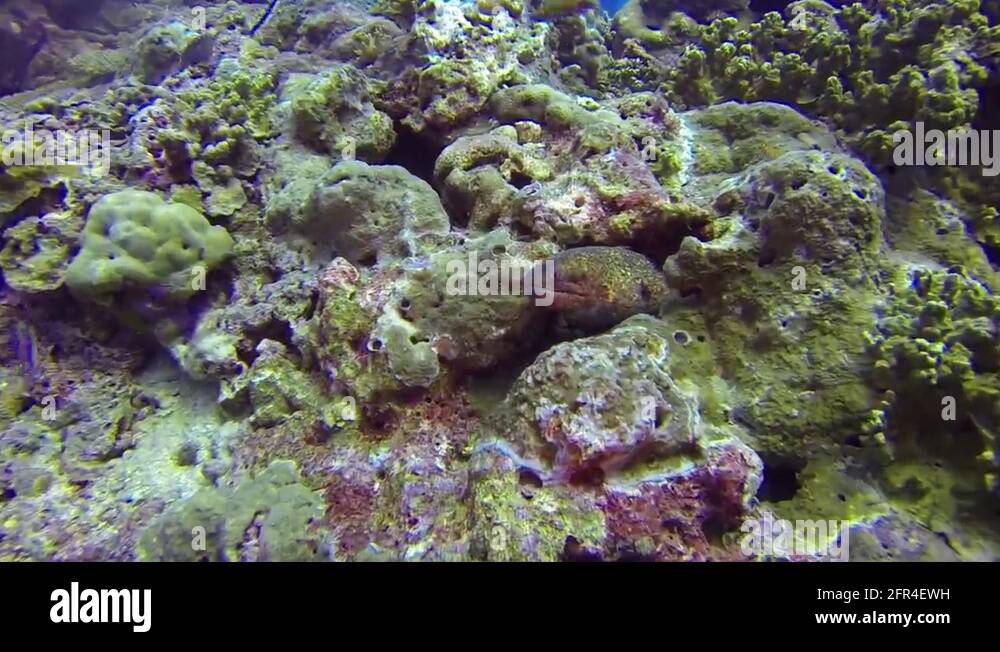 Moray attack Stock Videos & Footage - HD and 4K Video Clips - Alamy