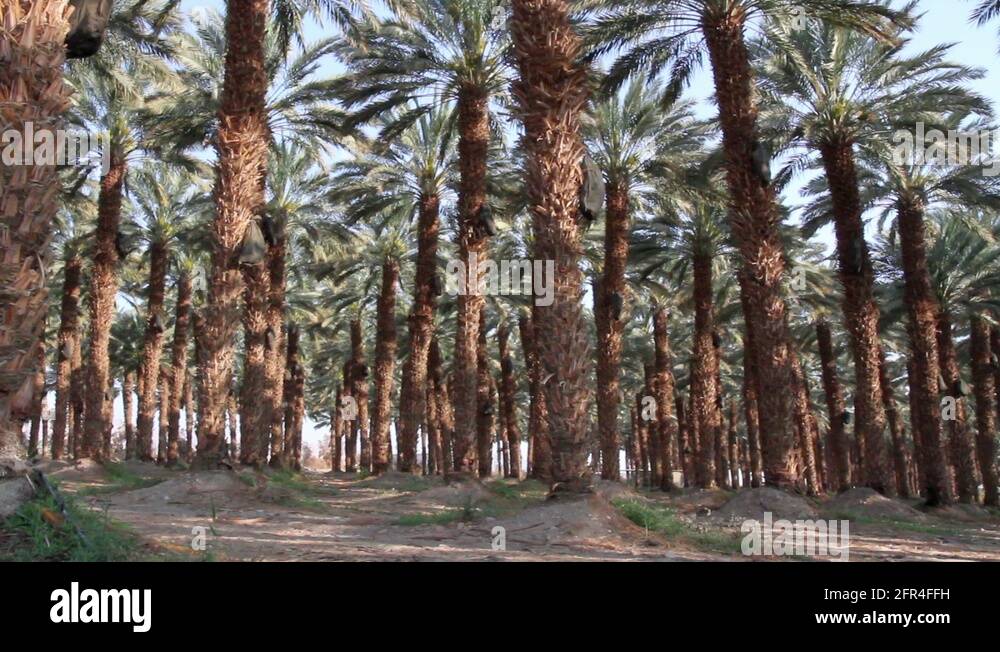 Date farm palm Stock Videos & Footage - HD and 4K Video Clips - Alamy