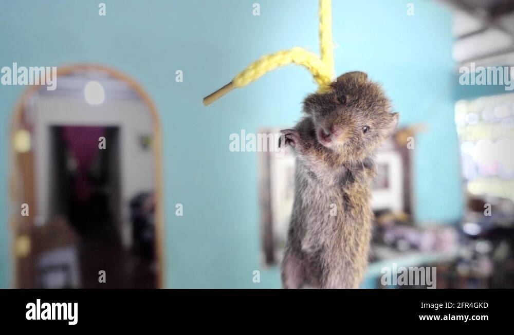 Hanged by the neck Stock Videos & Footage - HD and 4K Video Clips - Alamy