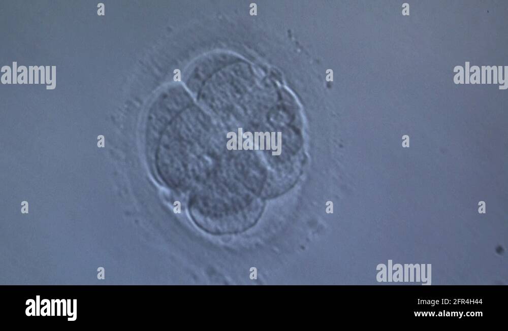 Cellular division of an in vitro fetus under microscope. Generic cell ...