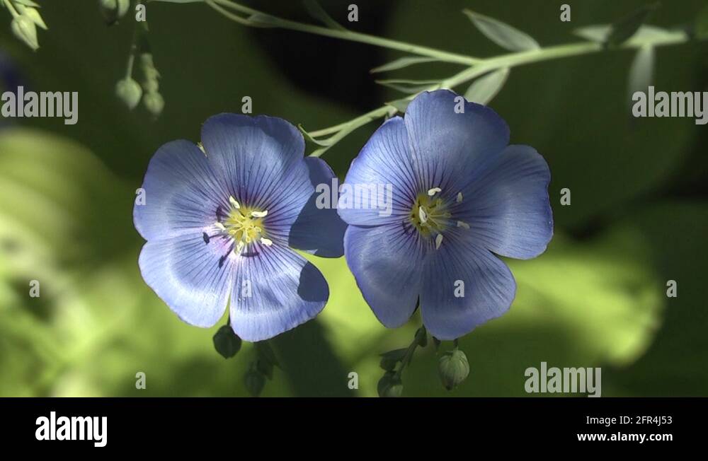 Crop of flax Stock Videos & Footage - HD and 4K Video Clips - Alamy