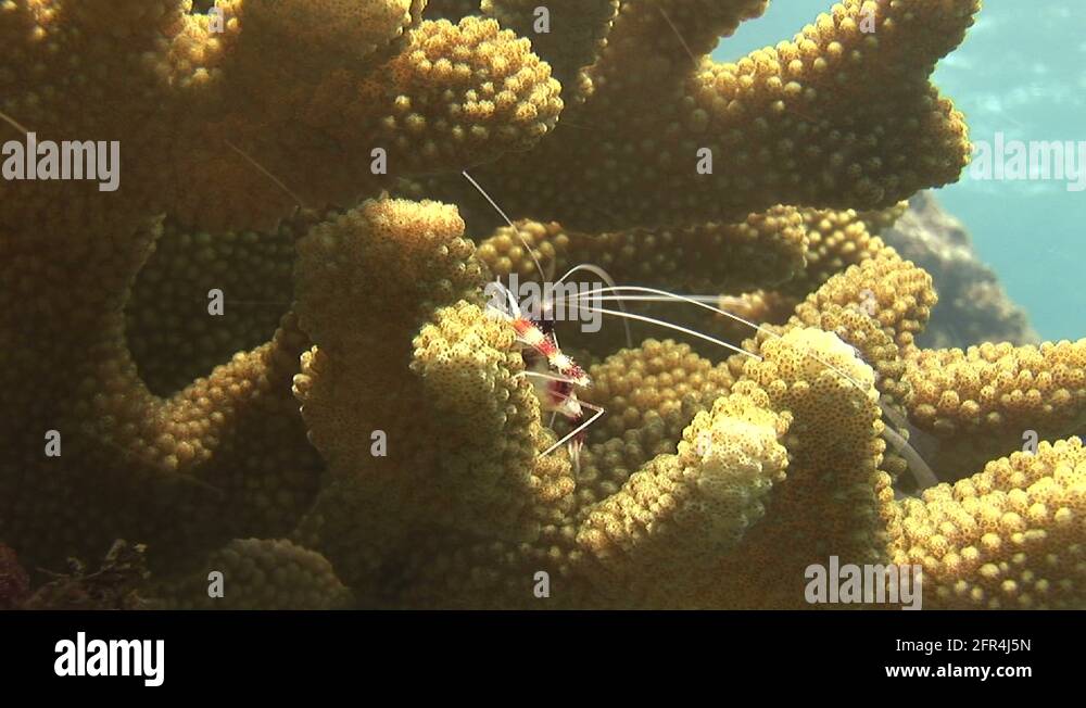 Red banded coral shrimp Stock Videos & Footage - HD and 4K Video Clips ...