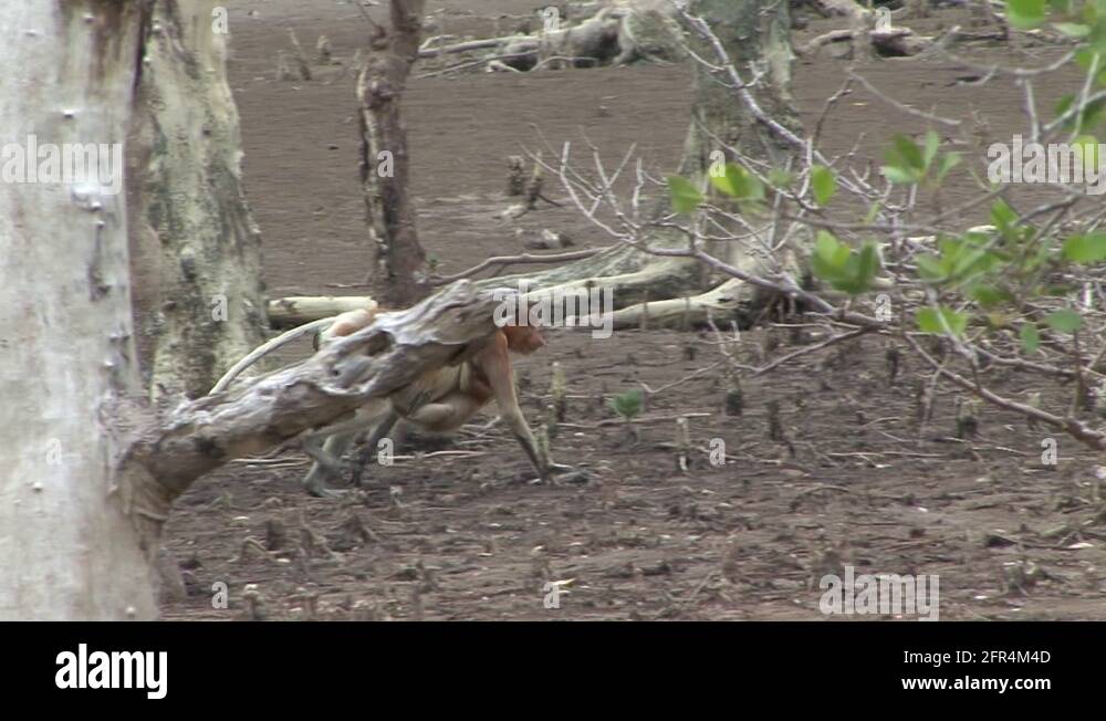 Baby monkey carry Stock Videos & Footage - HD and 4K Video Clips - Alamy